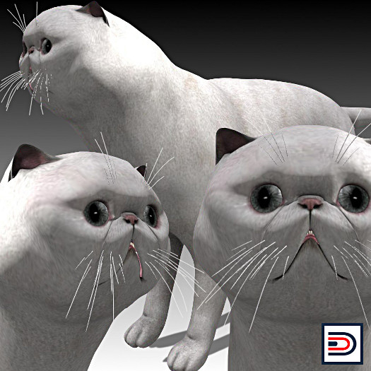 Second Life Marketplace - [Danielito] Exotic Shorthair Cat